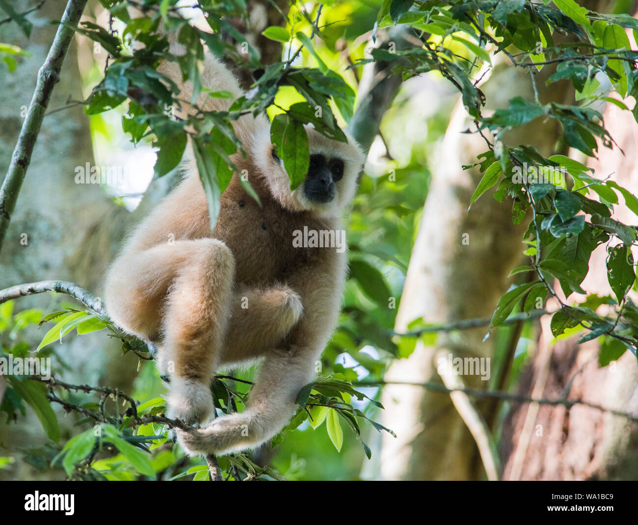 A wild Pale blond White-Handed Gibbon or Lar Gibbon Hylobates lar sat ...