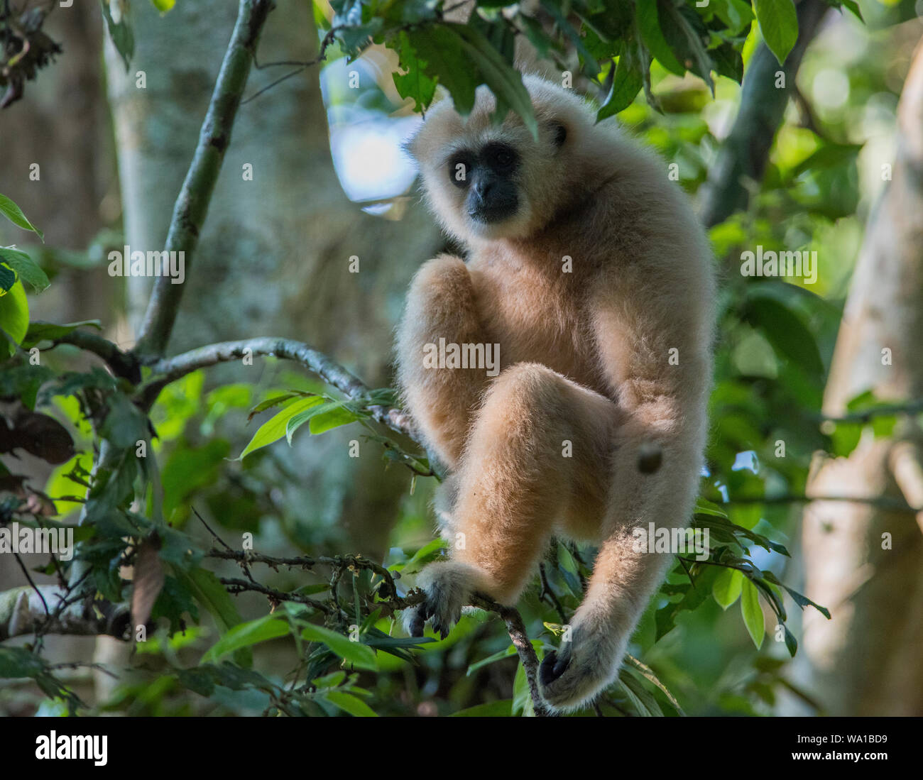 Rare gibbon hi-res stock photography and images - Alamy