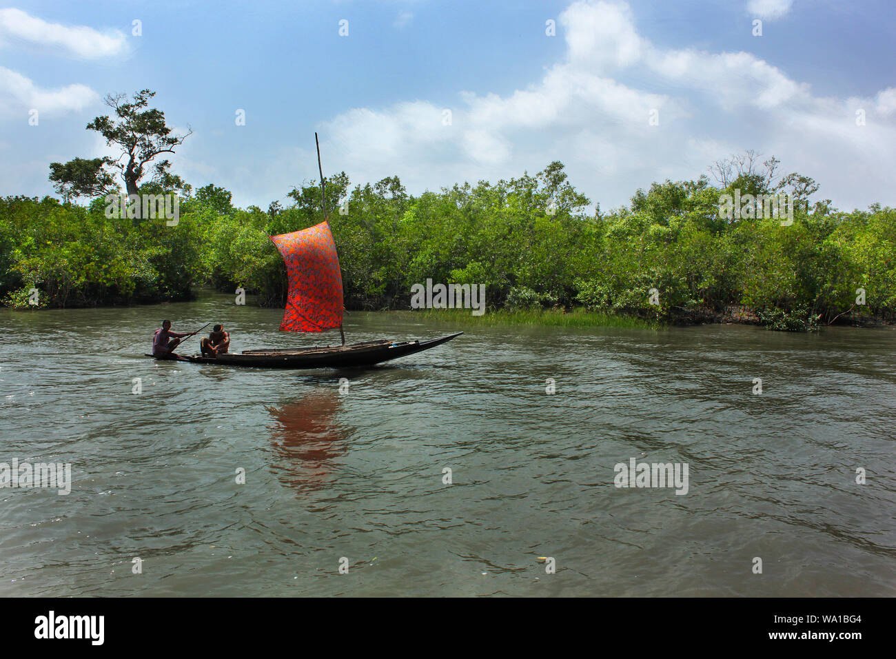 Breathing roots of Keora trees at the World largest mangrove forest ...