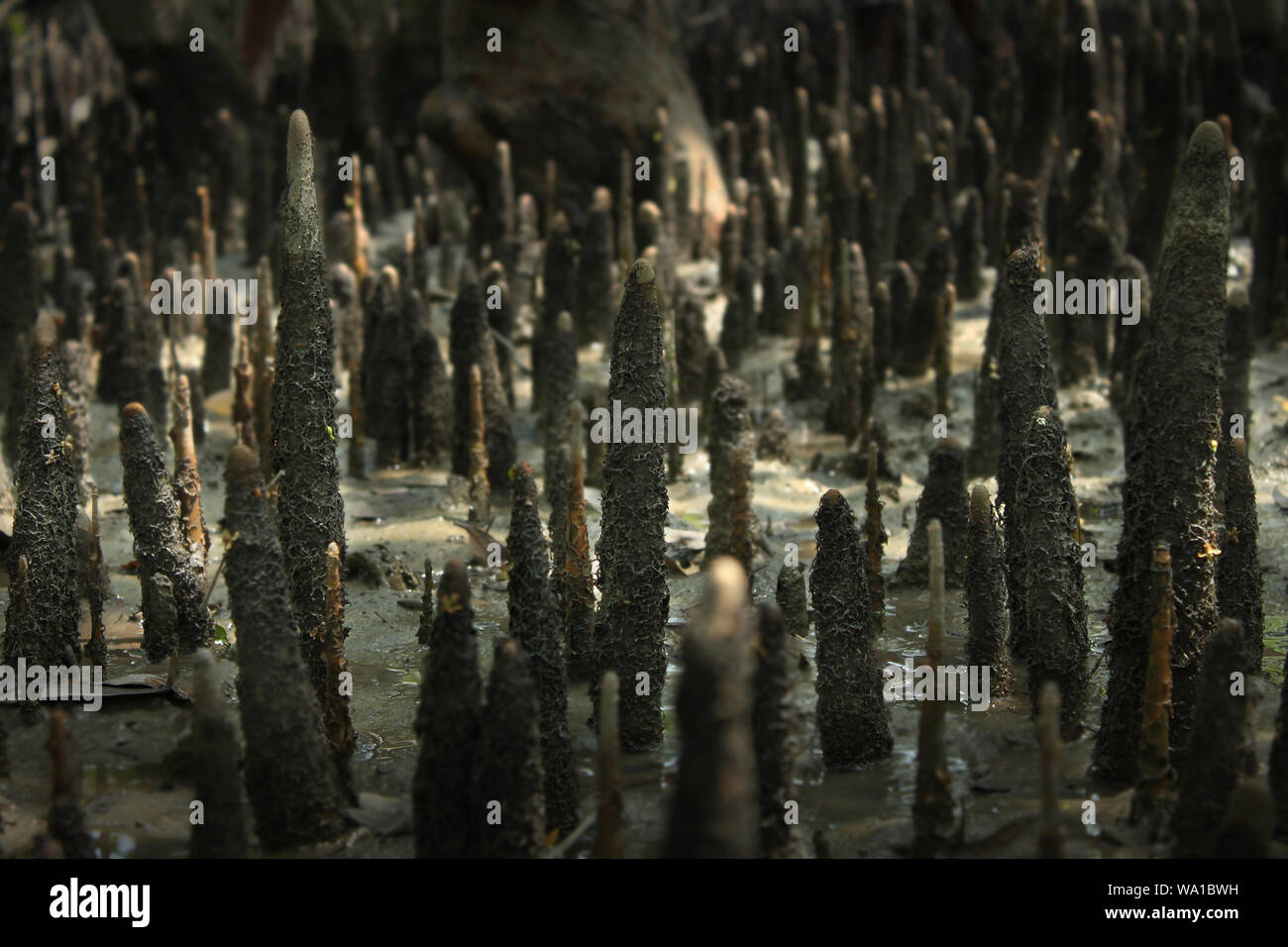Breathing roots of Keora trees at the World largest mangrove forest ...