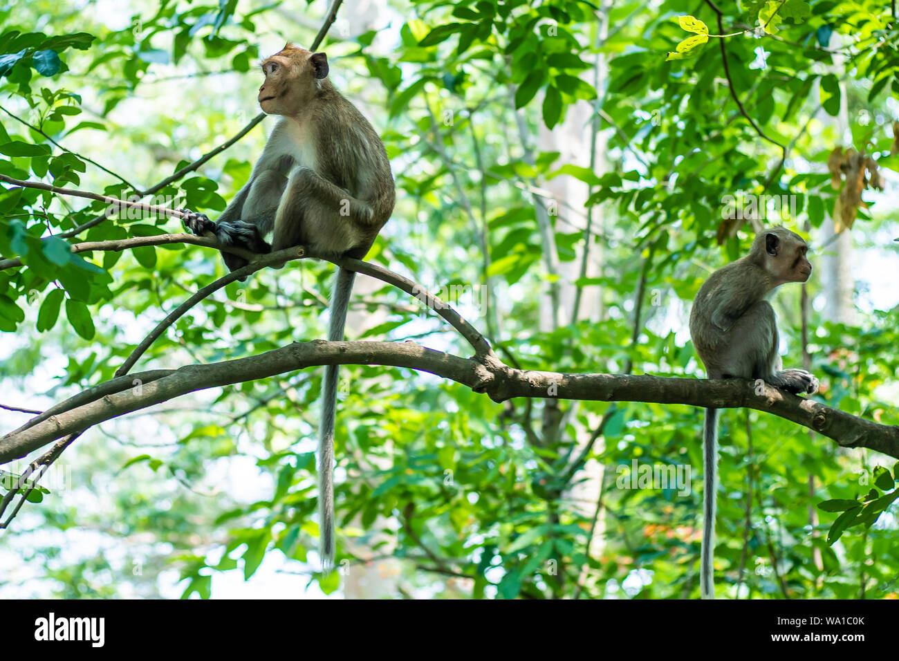 Two monkeys. Sitting back to back on a roof top and looking away ...