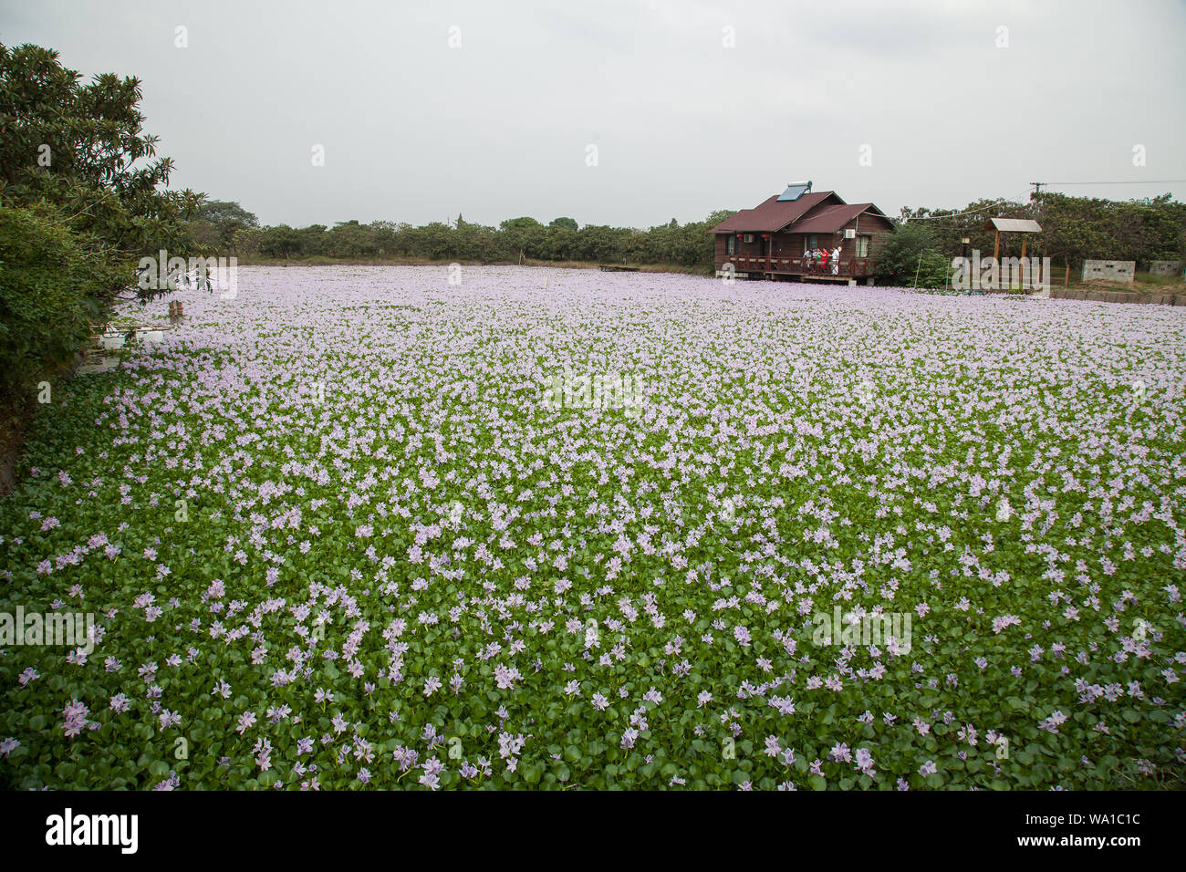 Zhejiang province hi-res stock photography and images - Alamy