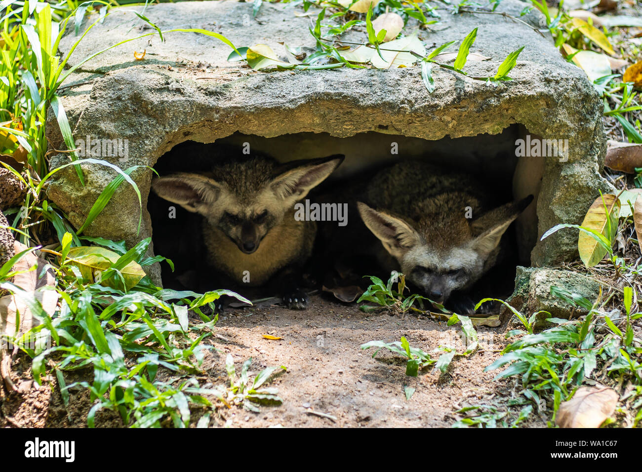 two Fennec foxes. Concept of animals in the zoo Stock Photo - Alamy