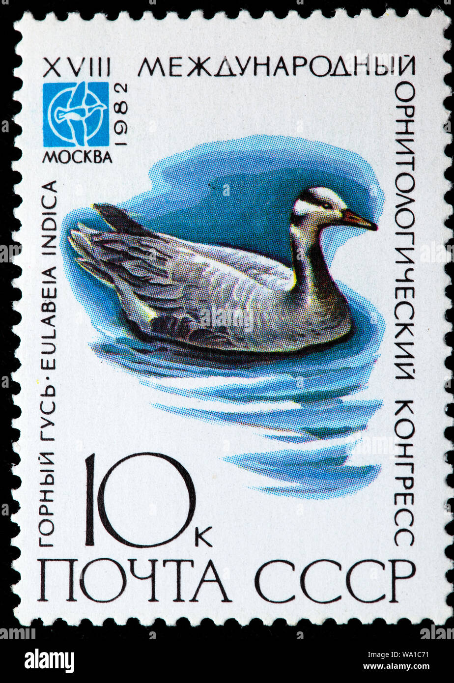Bar-headed goose, Anser indicus, 18th International Ornithological ...