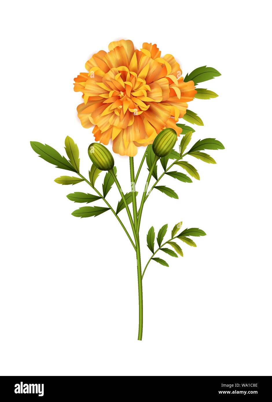 Marigold Stock Vector Images - Alamy Marigold Stock Vector Images - Alamy