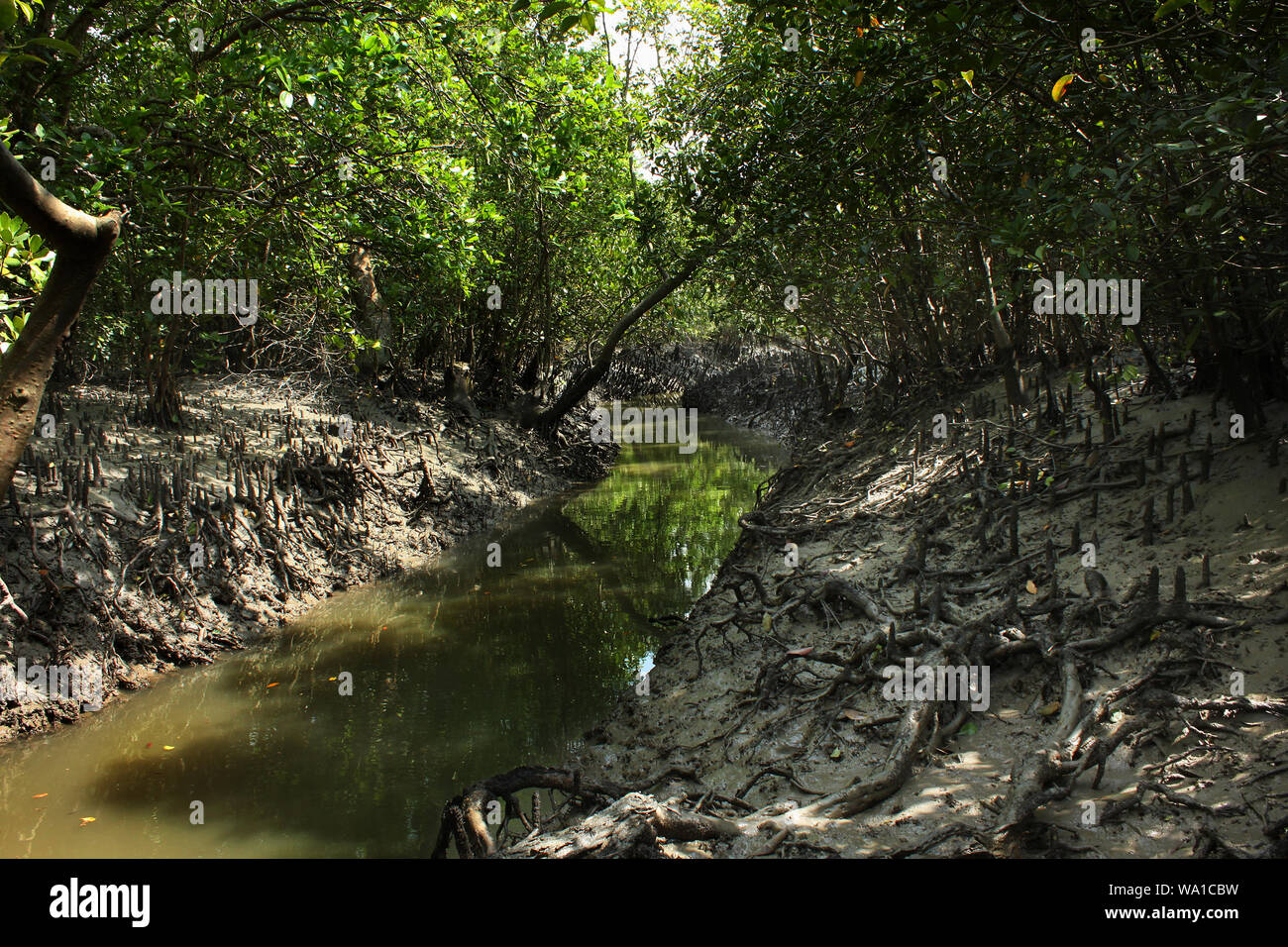Breathing roots of Keora trees at the World largest mangrove forest ...