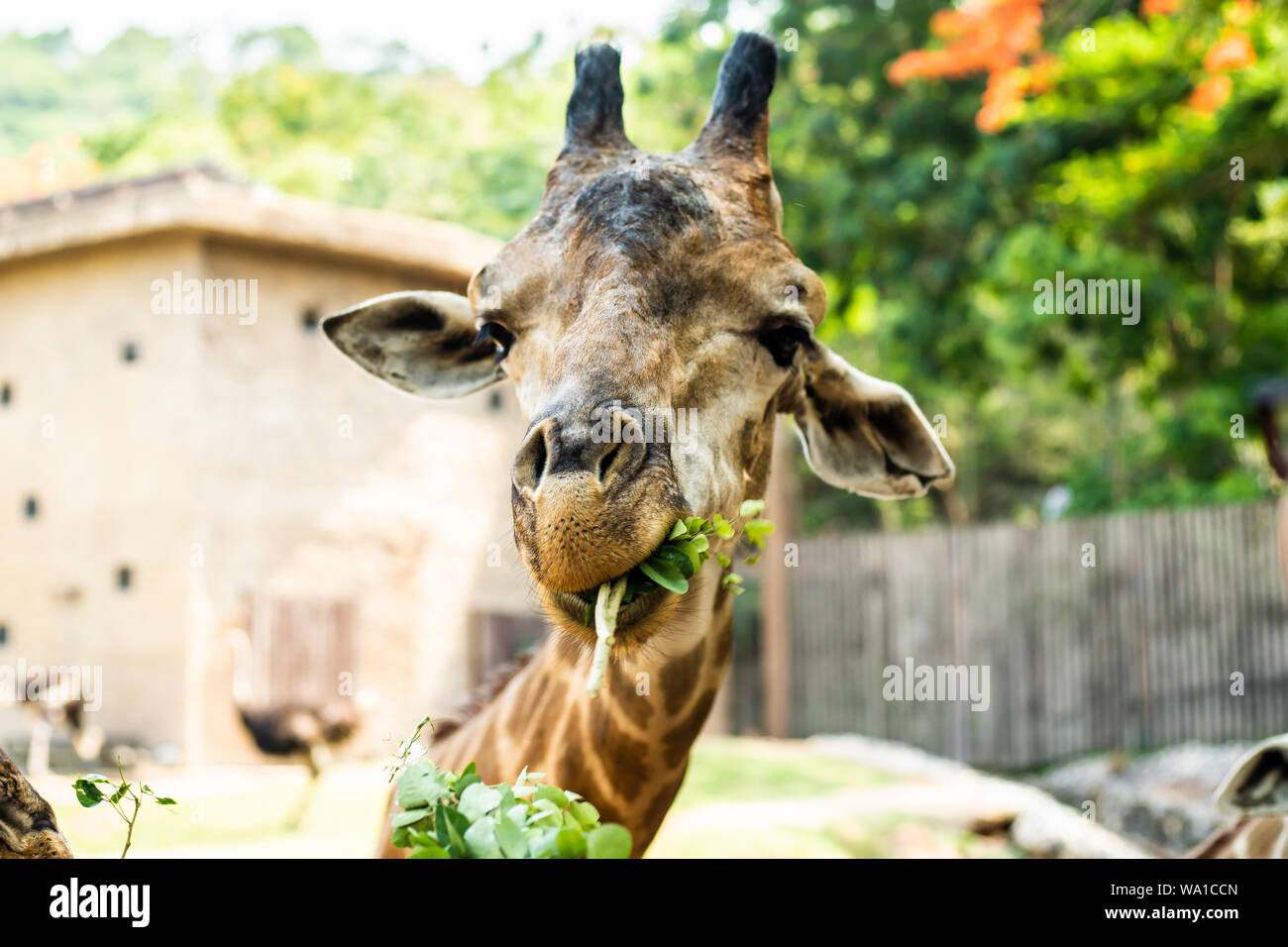 Animals Making Funny Faces