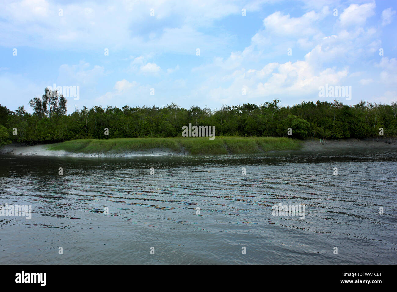 Breathing roots of Keora trees at the World largest mangrove forest ...