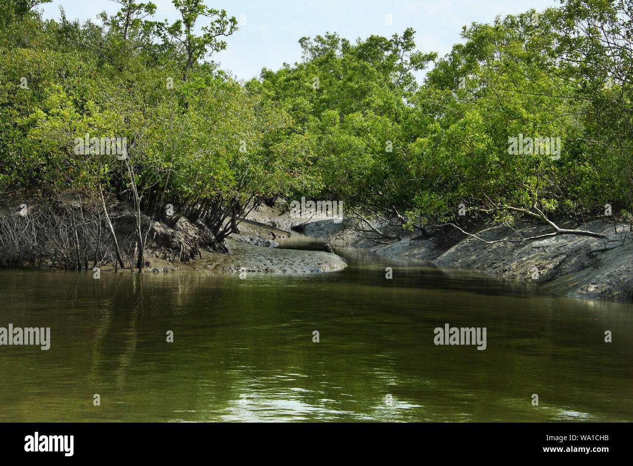 Breathing roots of Keora trees at the World largest mangrove forest ...