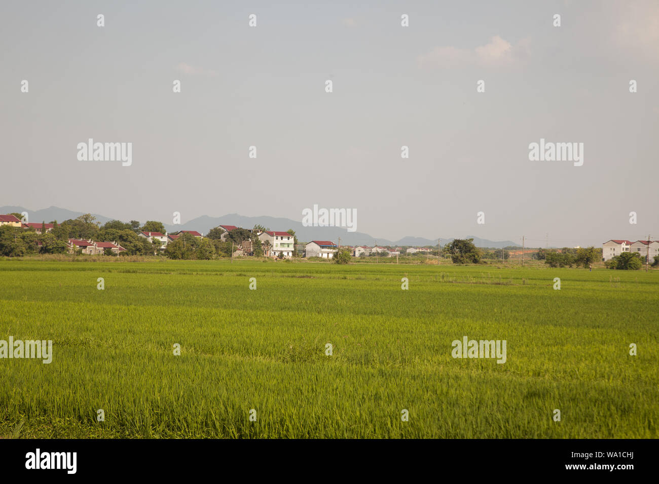 Ecological paddy rice fields hi-res stock photography and images - Alamy