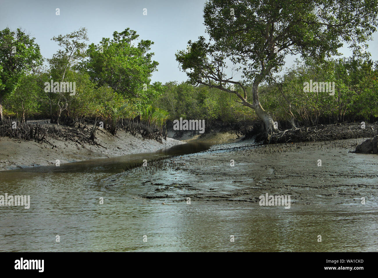 Breathing roots of Keora trees at the World largest mangrove forest ...