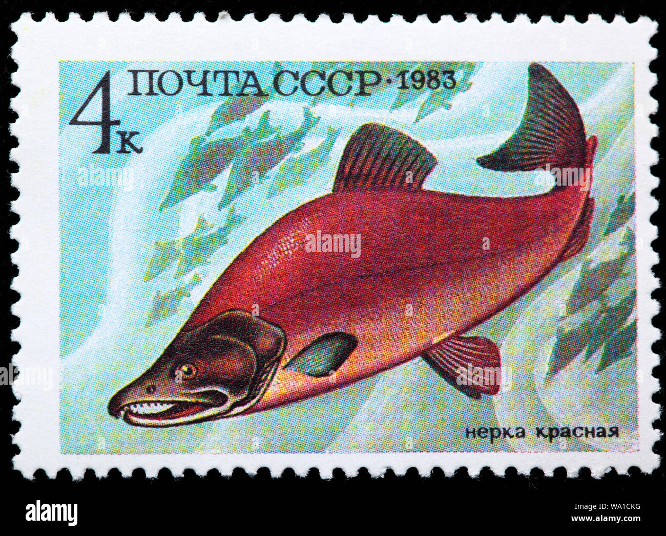 Oncorhynchus nerka, Sockeye Salmon, fish, postage stamp, Russia, USSR ...