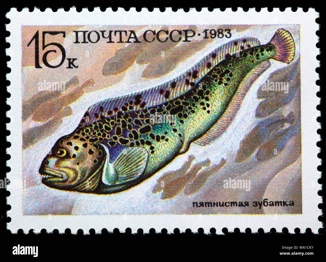 Anarhichas minor, Spotted Wolffish, leopardfish, fish, postage stamp ...