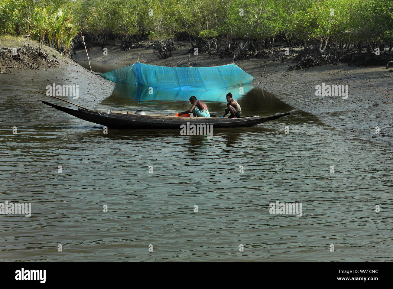 Breathing roots of Keora trees at the World largest mangrove forest ...