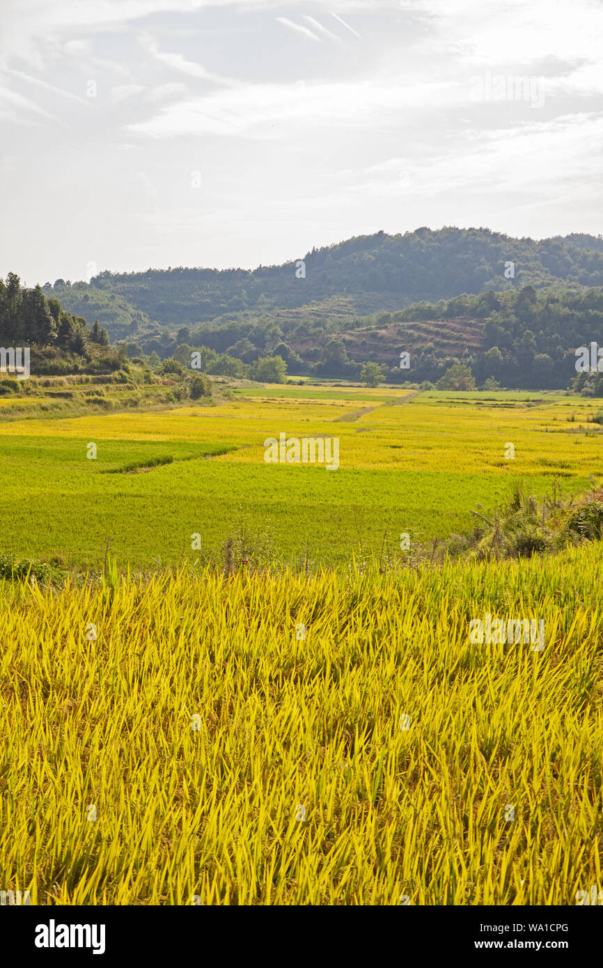 Rice protection hi-res stock photography and images - Alamy