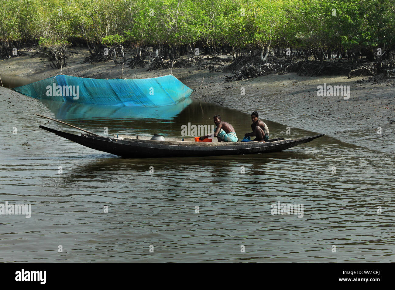 Breathing roots of Keora trees at the World largest mangrove forest ...
