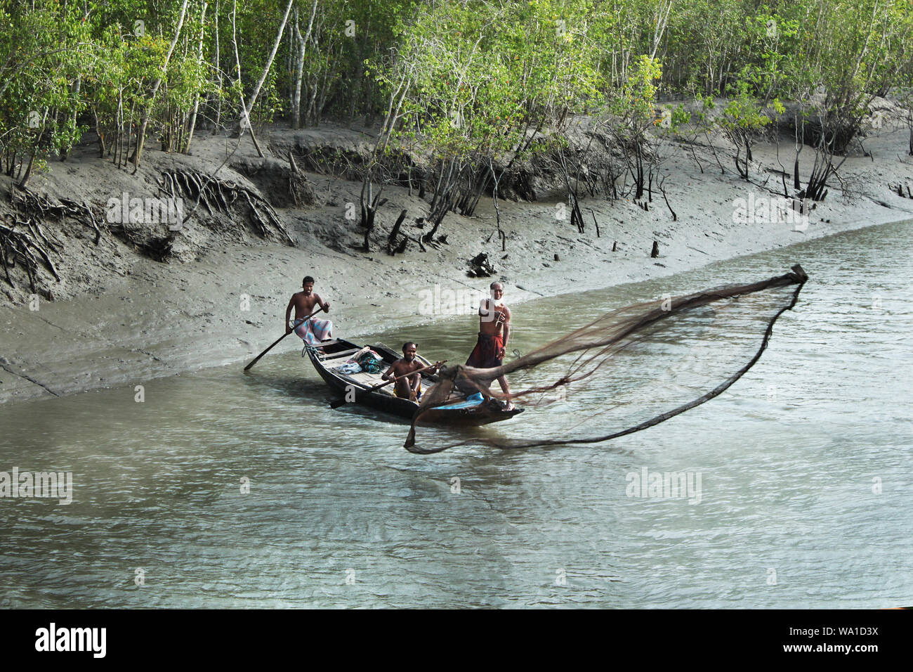 Breathing roots of Keora trees at the World largest mangrove forest ...