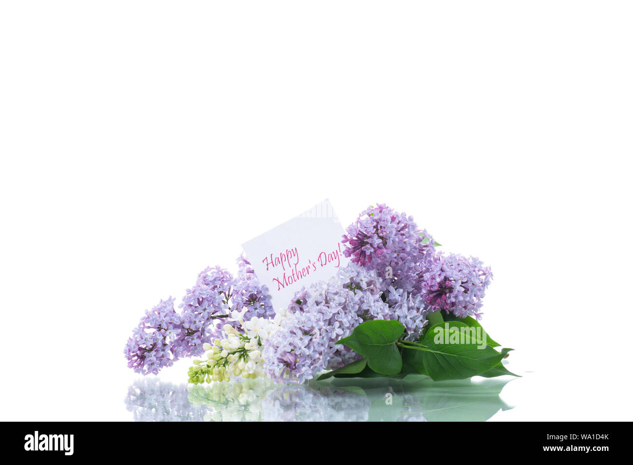 spring blooming bouquet of lilac isolated on white Stock Photo - Alamy