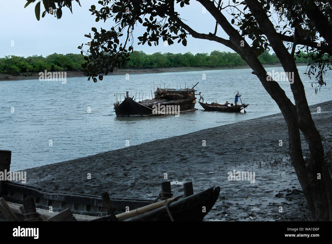 Breathing roots of Keora trees at the World largest mangrove forest ...