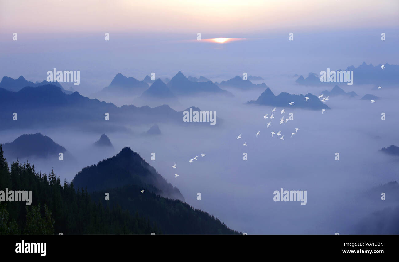 The dove fly over the sea of clouds Stock Photo - Alamy