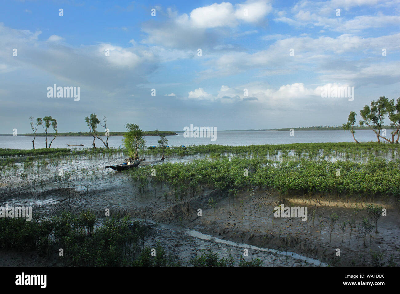 Breathing roots of Keora trees at the World largest mangrove forest ...