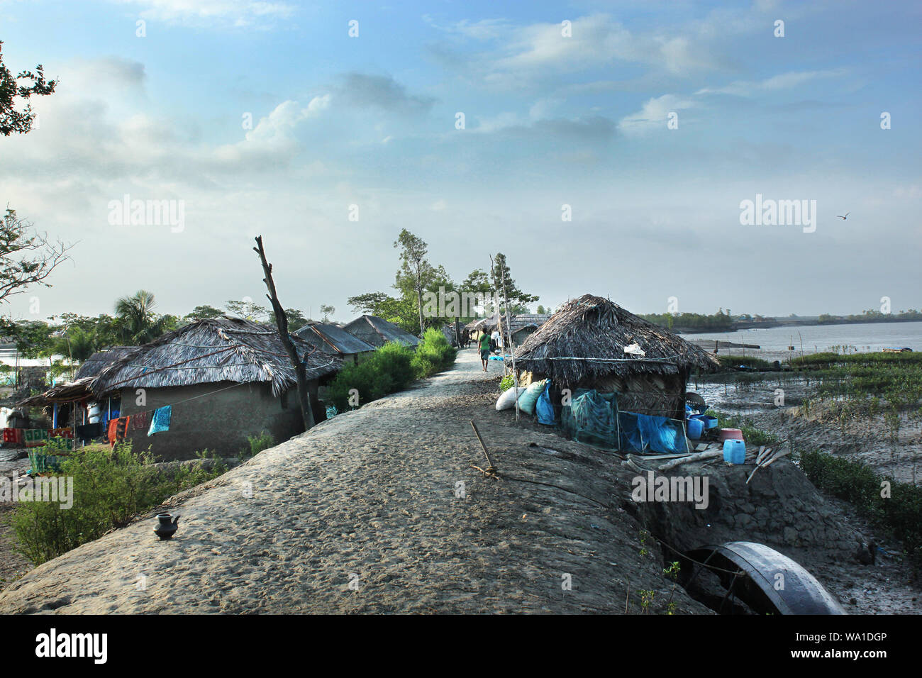 Breathing roots of Keora trees at the World largest mangrove forest ...