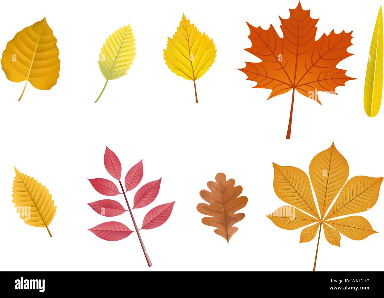 Set Autumn Decorative Leaves Illustration Stock Vector Image And Art Alamy