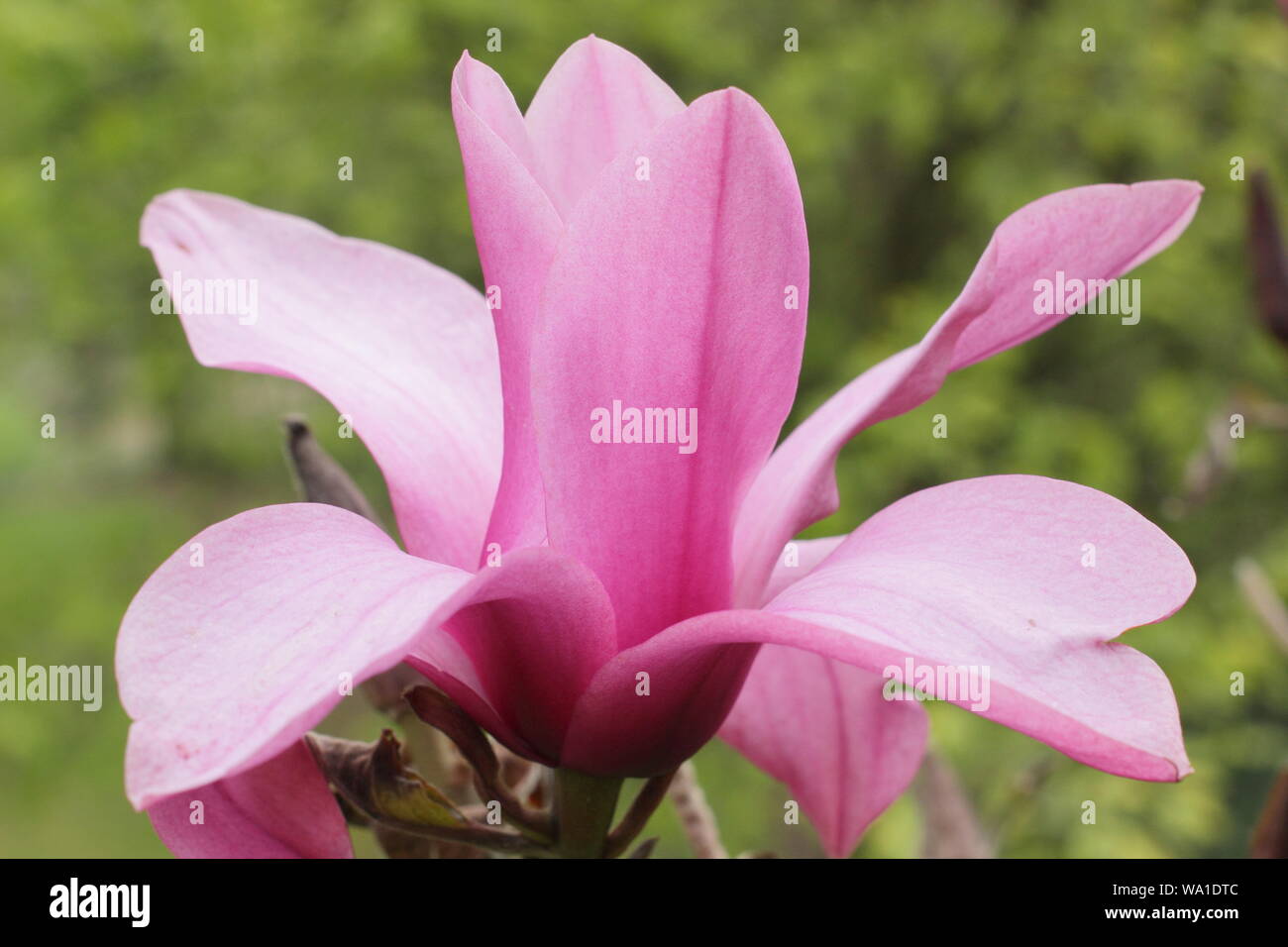 Magnolias in flower hi-res stock photography and images - Alamy