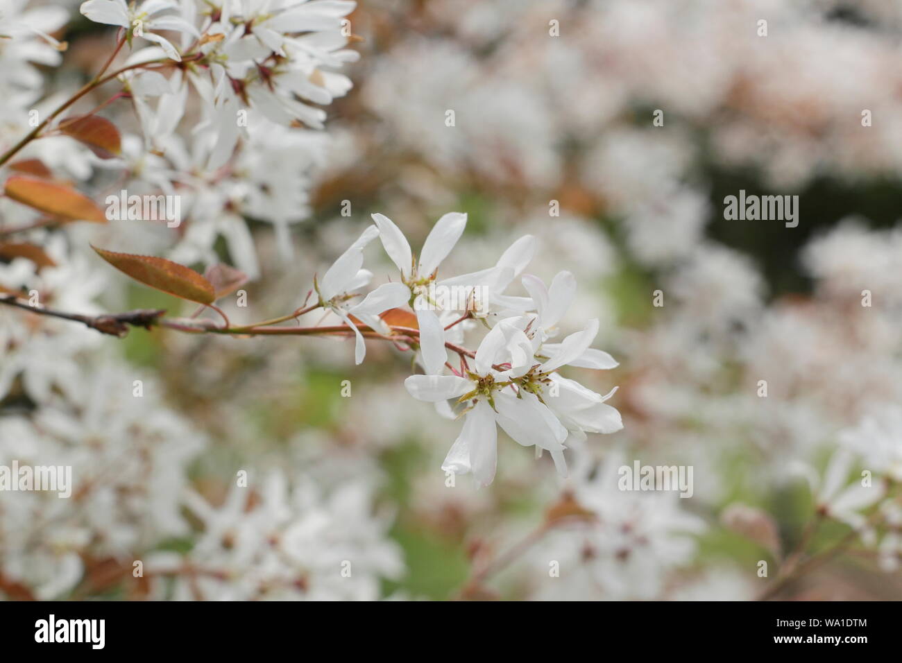 Amelanchier 'La Paloma' displaying characteristic blossoms and dark ...
