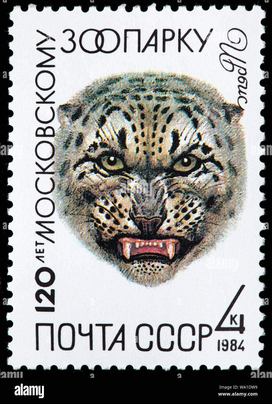 Panthera uncia, Snow Leopard, ounce, 120th Anniversary of Moscow Zoo ...