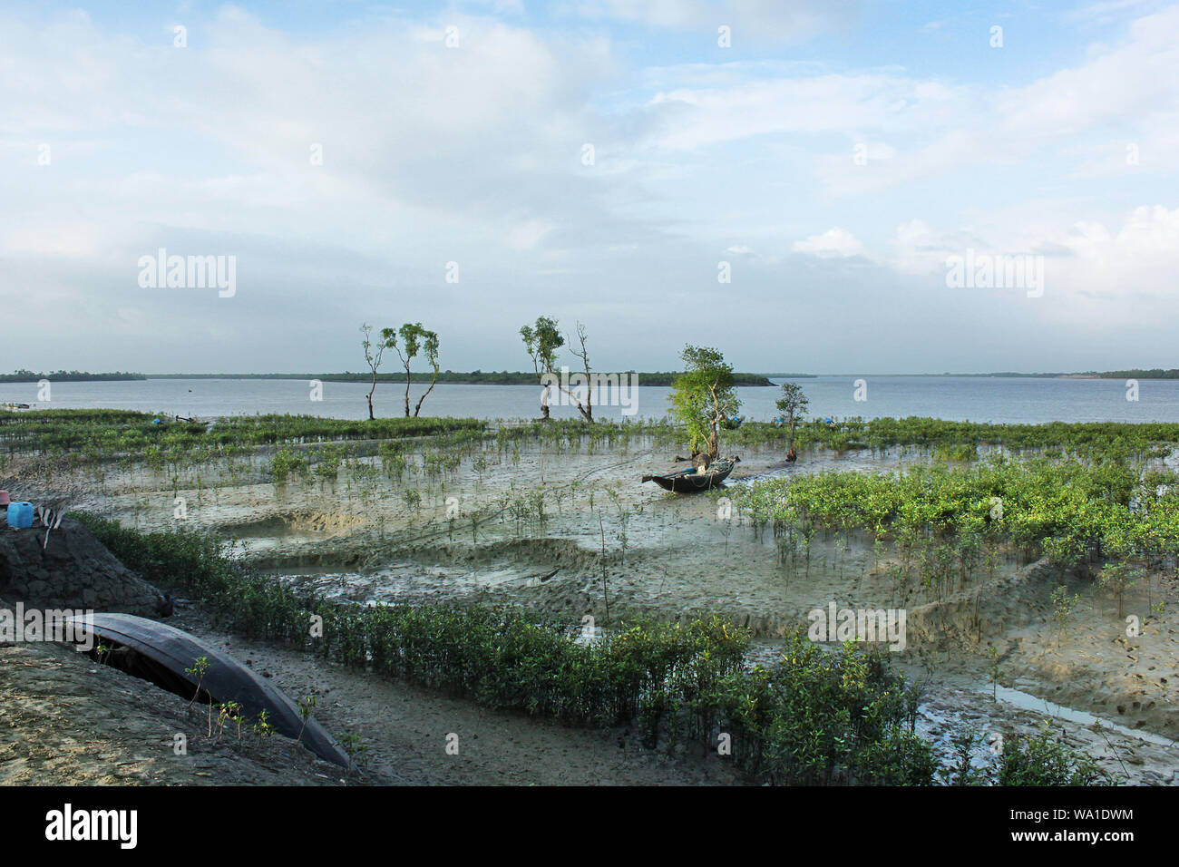 Breathing roots of Keora trees at the World largest mangrove forest ...