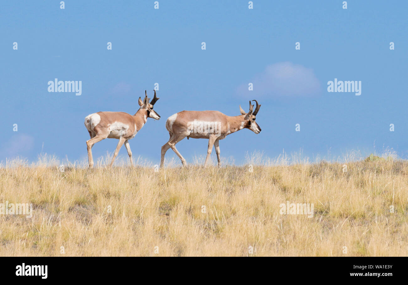 Arizona pronghorns hi-res stock photography and images - Alamy