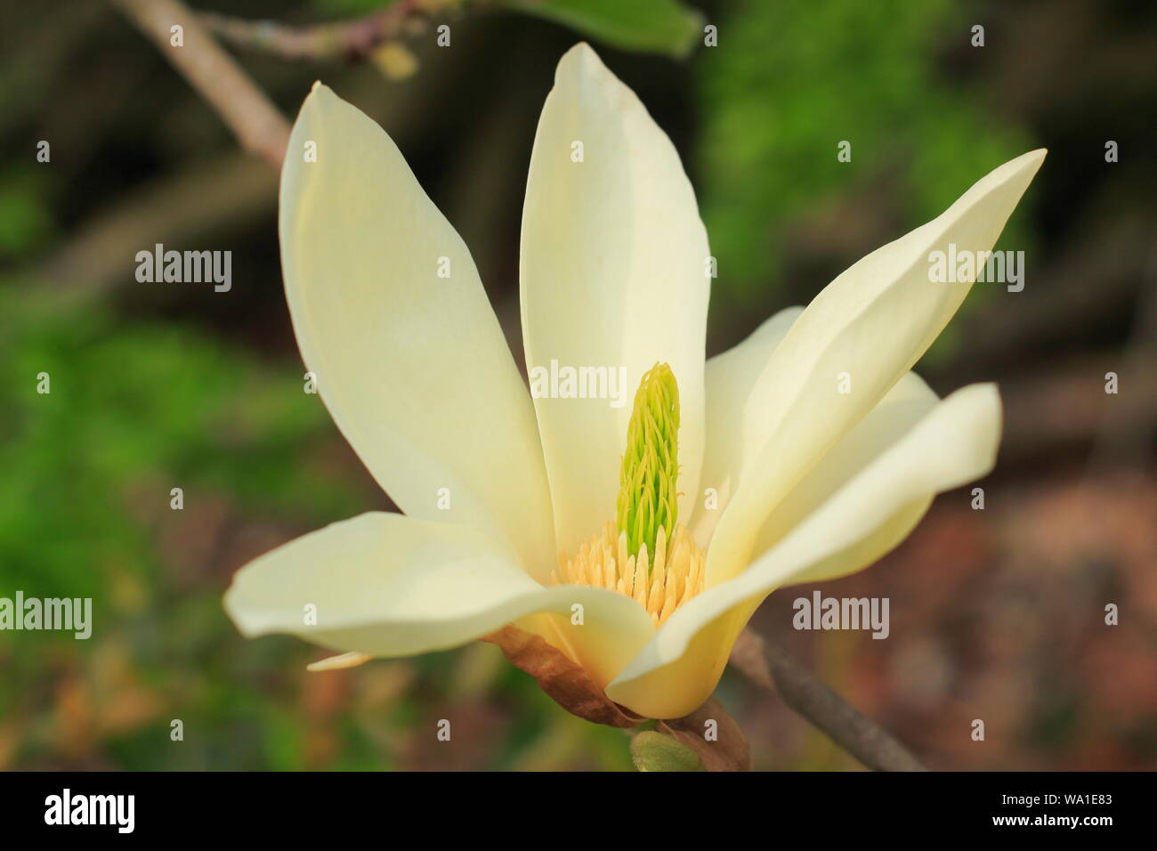 Yellow magnolia hi-res stock photography and images - Alamy