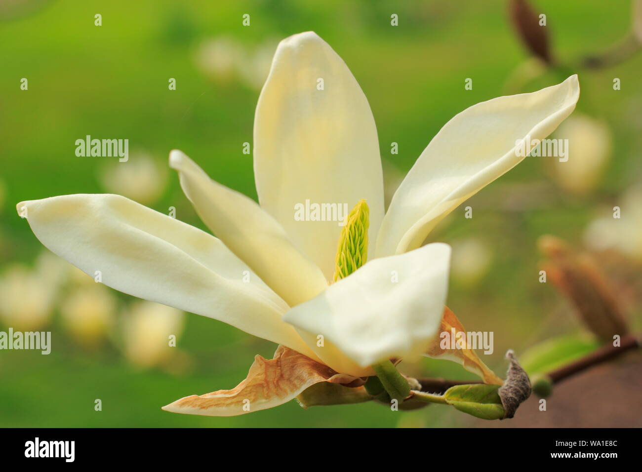 Yellow magnolia hi-res stock photography and images - Alamy