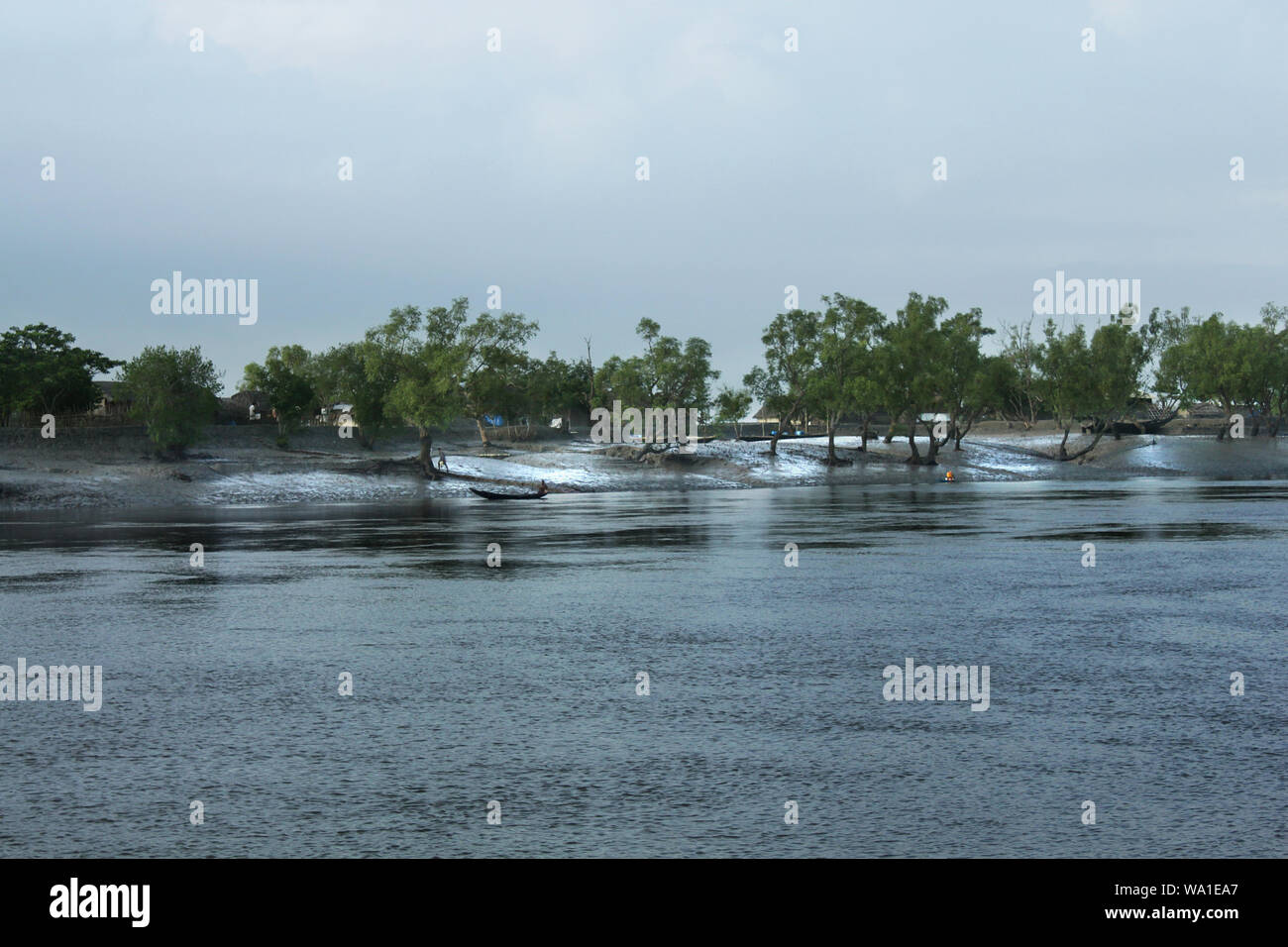 Breathing roots of Keora trees at the World largest mangrove forest ...