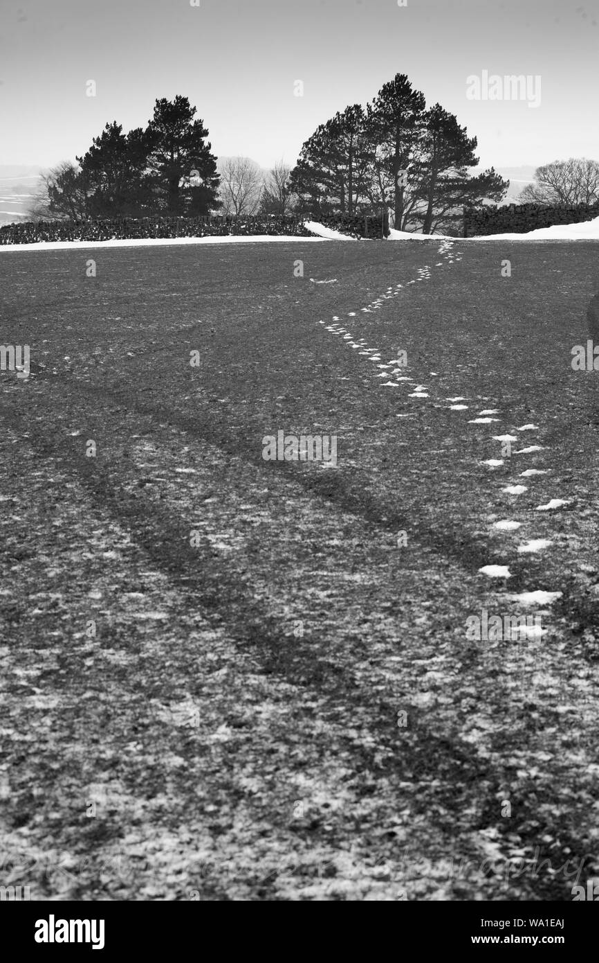 Snowy Footprints across a frozen field Stock Photo - Alamy
