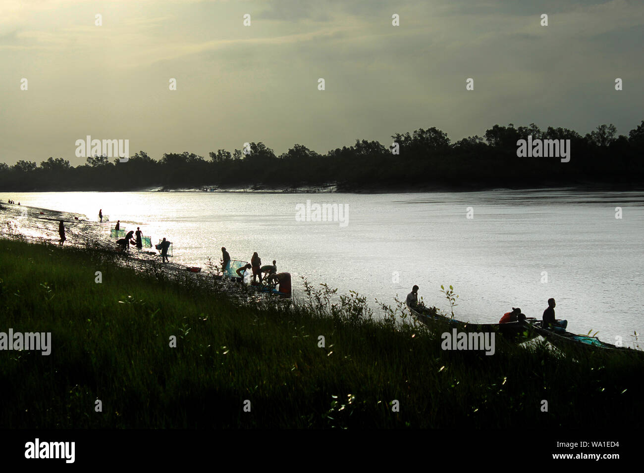 Breathing roots of Keora trees at the World largest mangrove forest ...