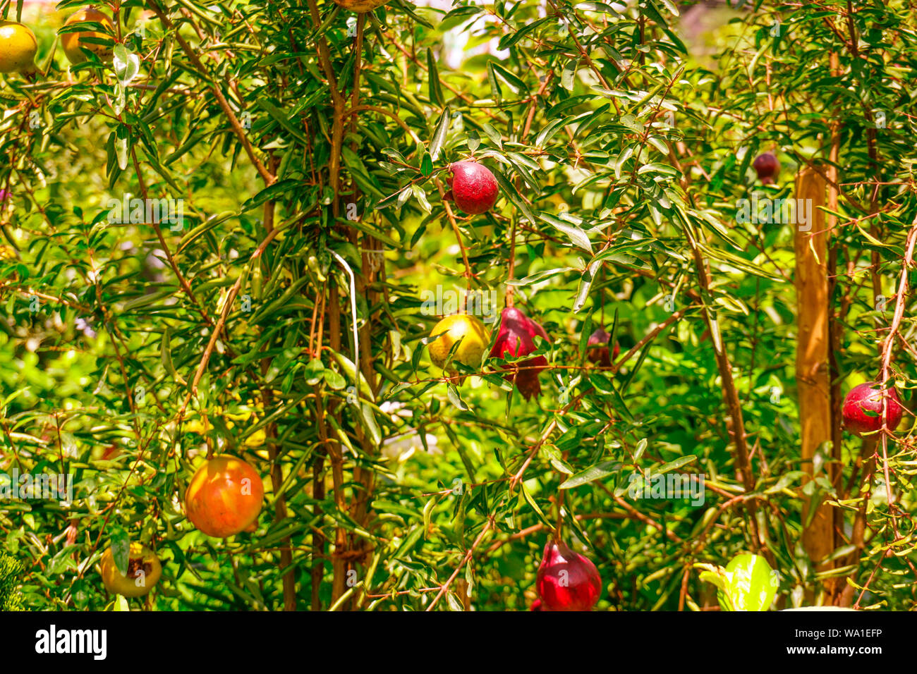 Anar fruit hi-res stock photography and images - Alamy
