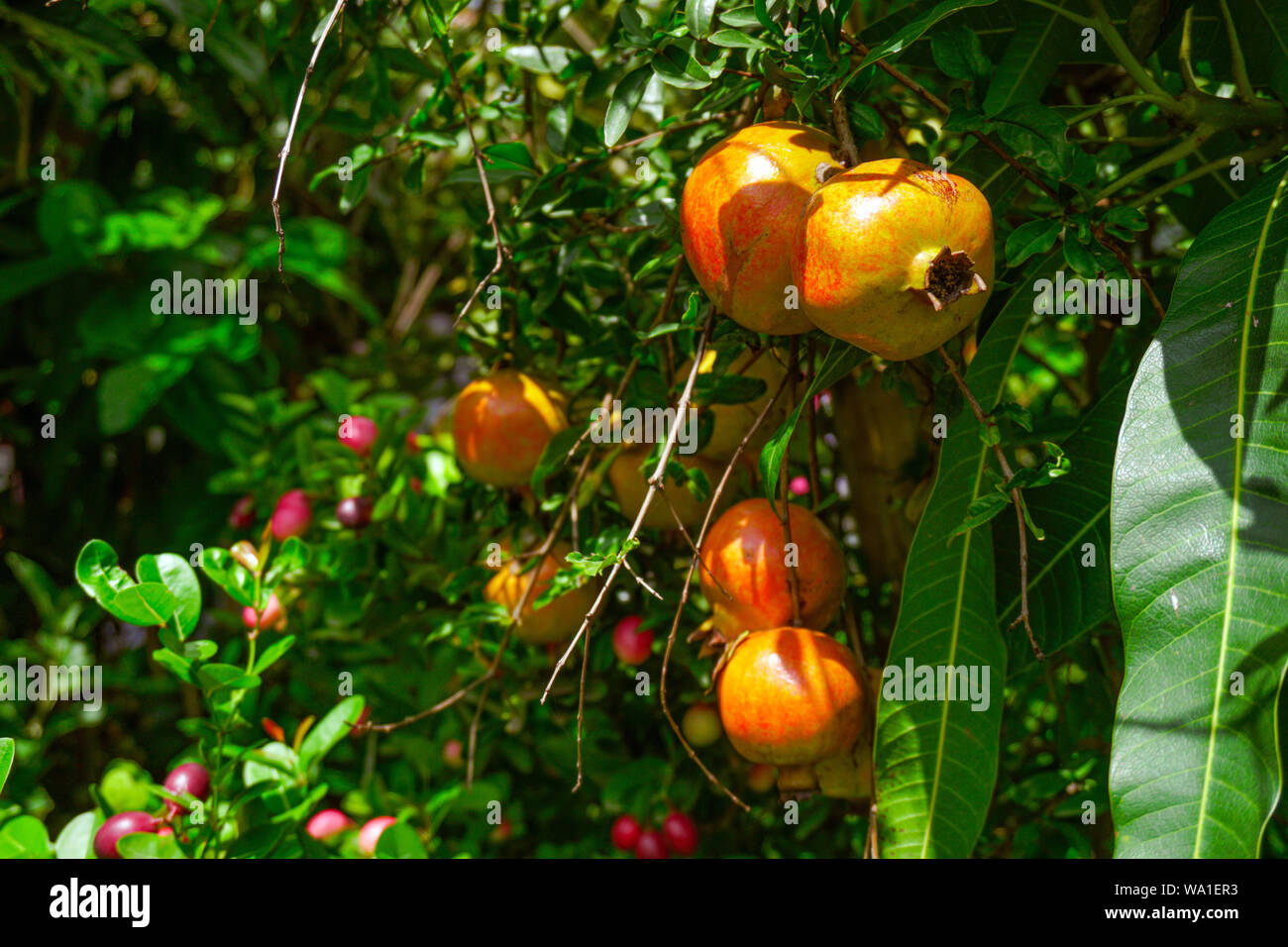 Anar fruit hi-res stock photography and images - Alamy