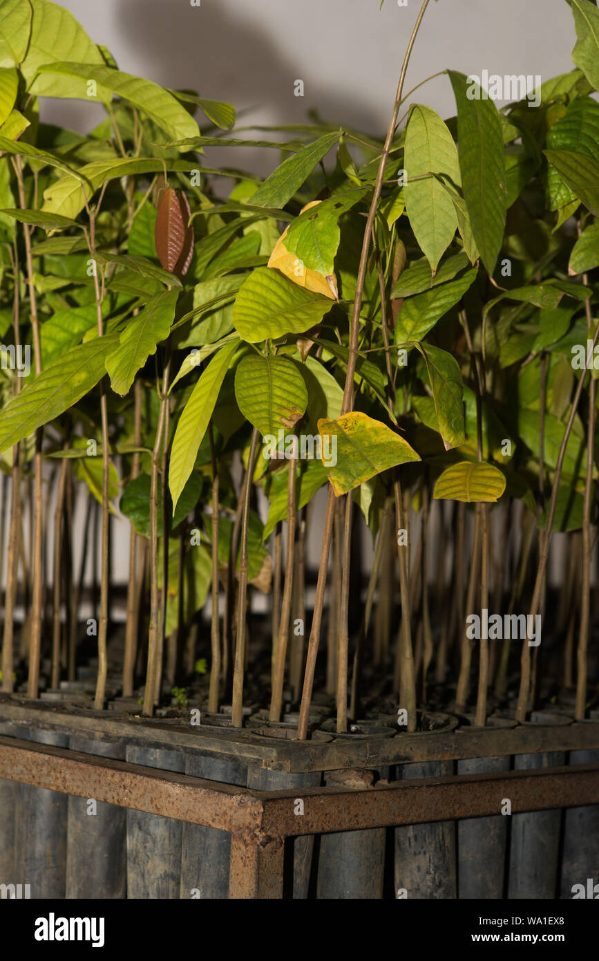 Organic and environmental friendly Cacao production in coexistence with ...