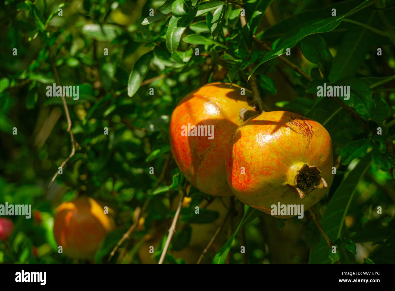 Anar fruit hi-res stock photography and images - Alamy