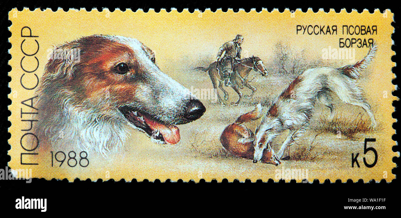 Borzoi, Russian wolfhound, Hunting dog, postage stamp, Russia, USSR ...
