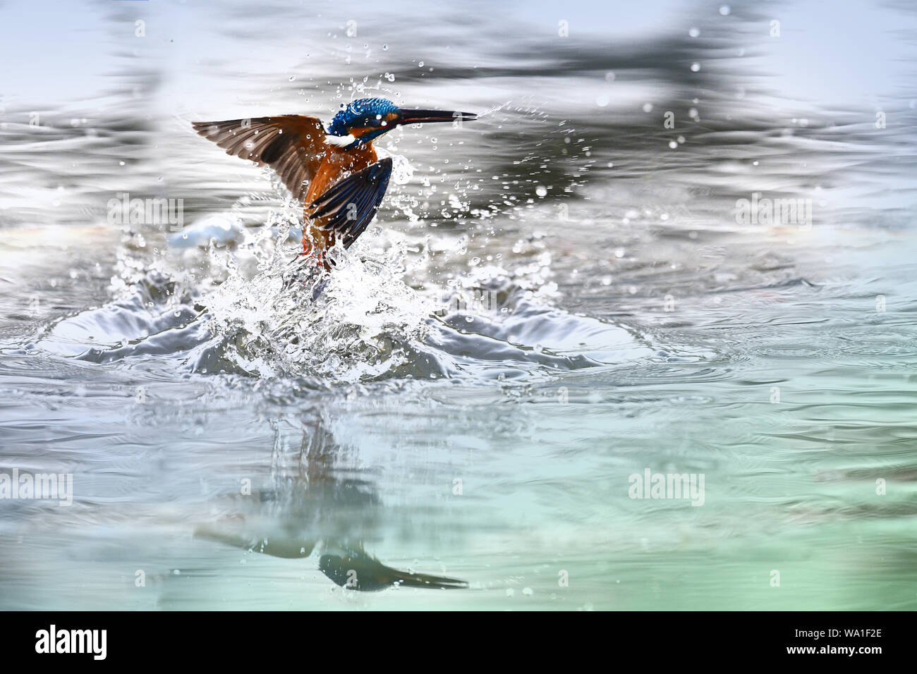 Kingfisher animal body part hi-res stock photography and images - Alamy
