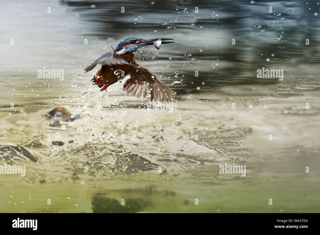 Kingfisher animal body part hi-res stock photography and images - Alamy