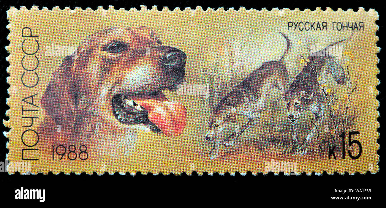 Russian hound, Hunting dog, postage stamp, Russia, USSR, 1988 Stock ...