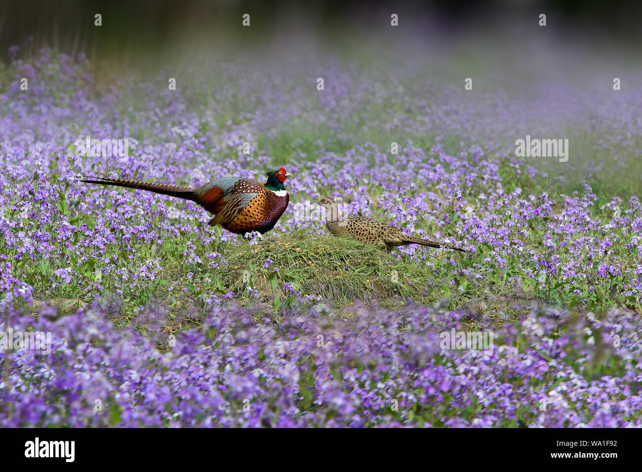Pheasant feather hi-res stock photography and images - Alamy