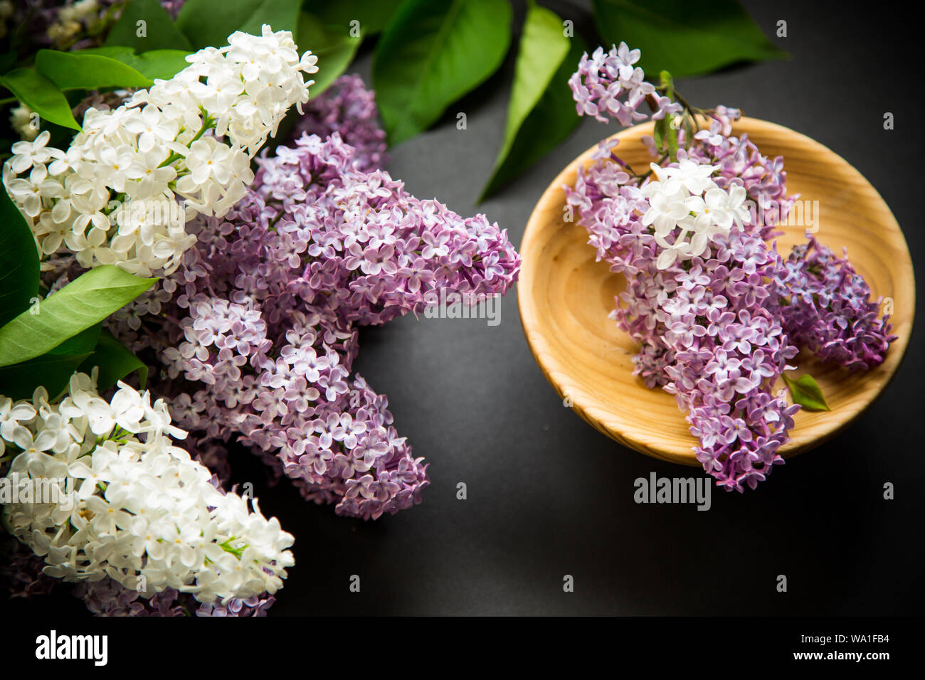 beautiful spring branches of lilac on a black Stock Photo - Alamy