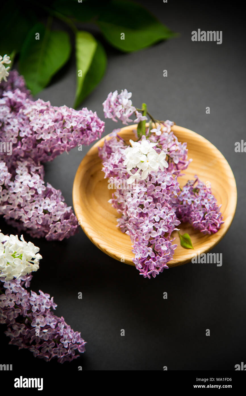 beautiful spring branches of lilac on a black Stock Photo - Alamy