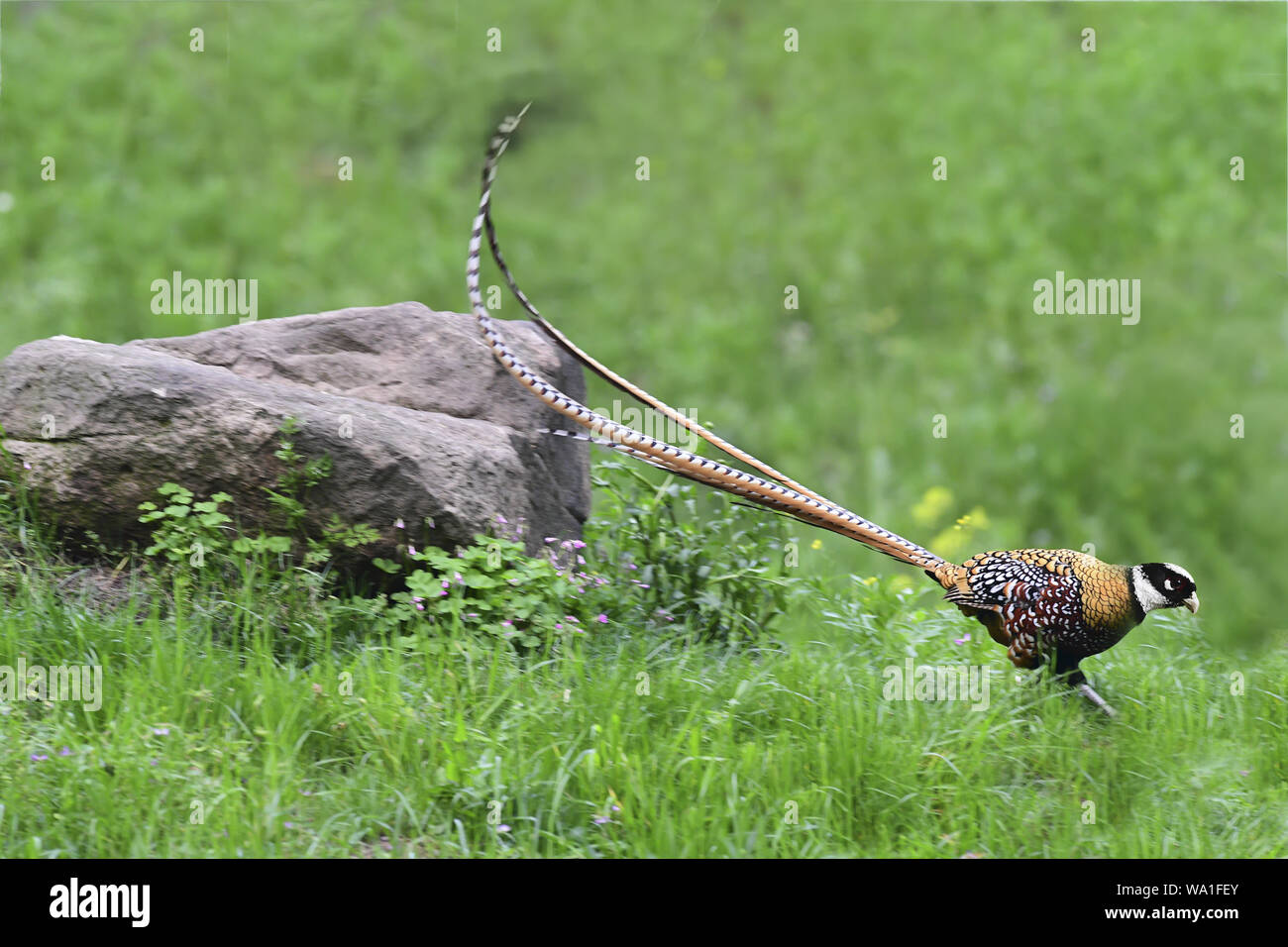 On the long tail pheasants Stock Photo - Alamy