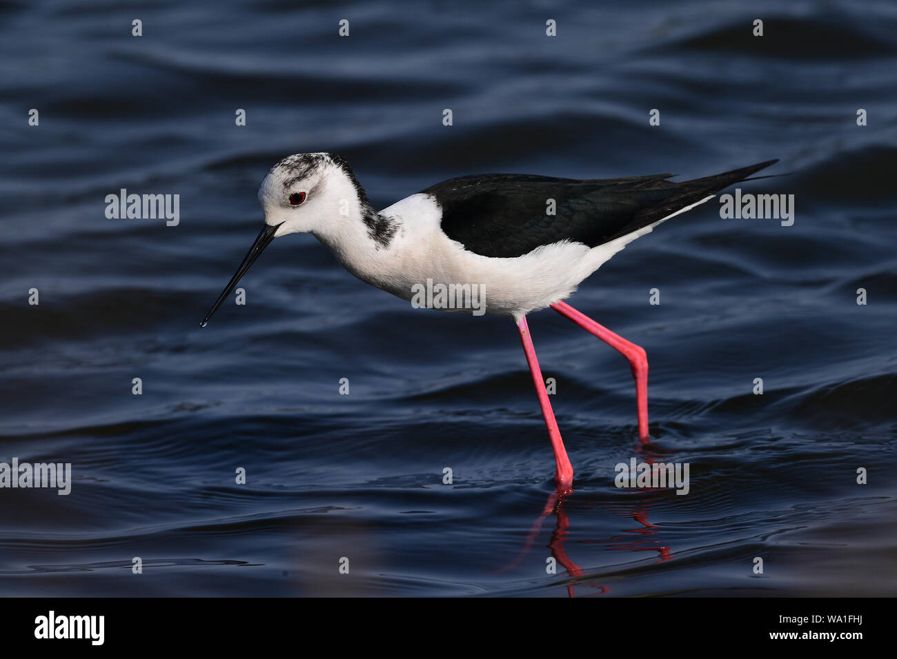 Red feet narrow snipe Stock Photo - Alamy